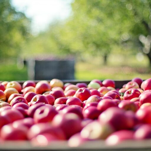 Varieties of Apple in India | Complete Guide for Farmers | Nurofarm